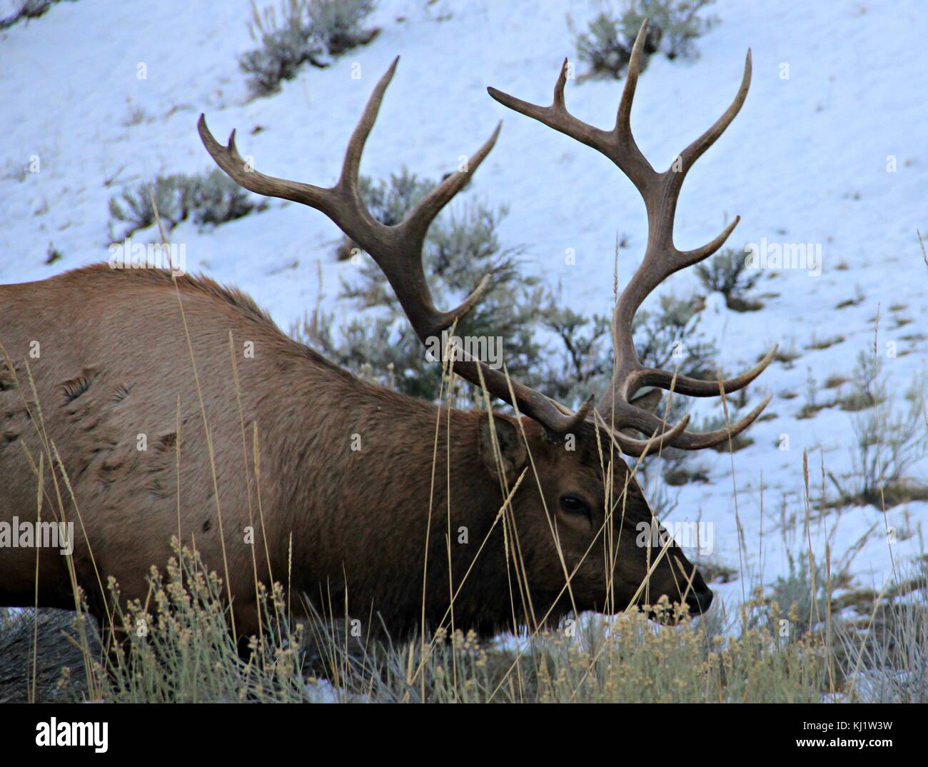 Elkbugle hi-res stock photography and images - Alamy