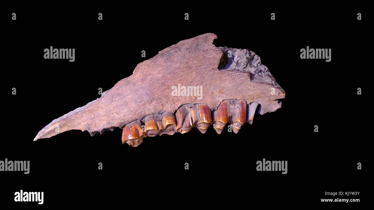 Bones of the horse hi-res stock photography and images - Alamy