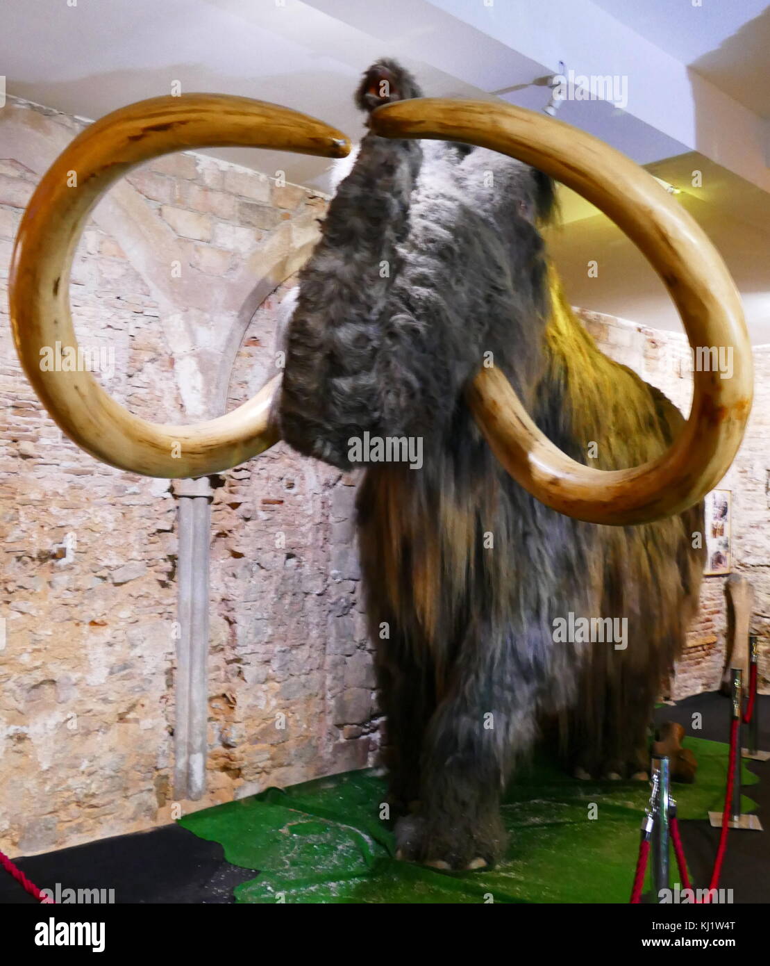 Model of a life-size mammoth. The mammoth is any extinct genus ...