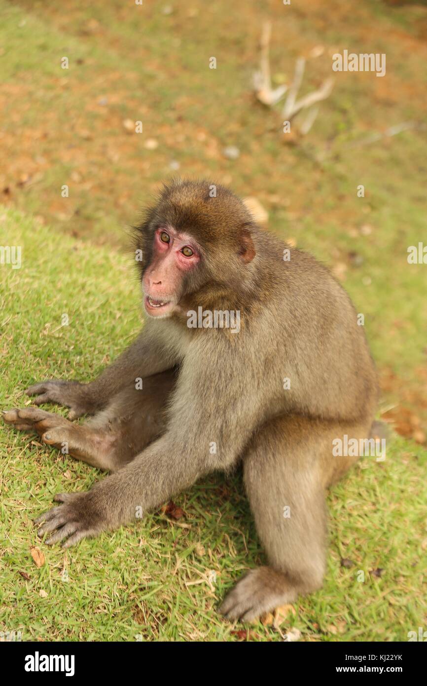 Kyoto, Japan. 21st Nov, 2017. Macaque monkey sits and gives an ...