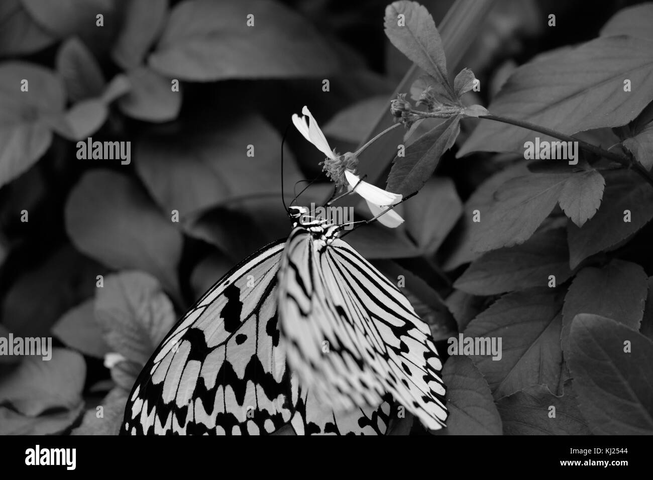 Yellow black butterfly Black and White Stock Photos & Images - Alamy