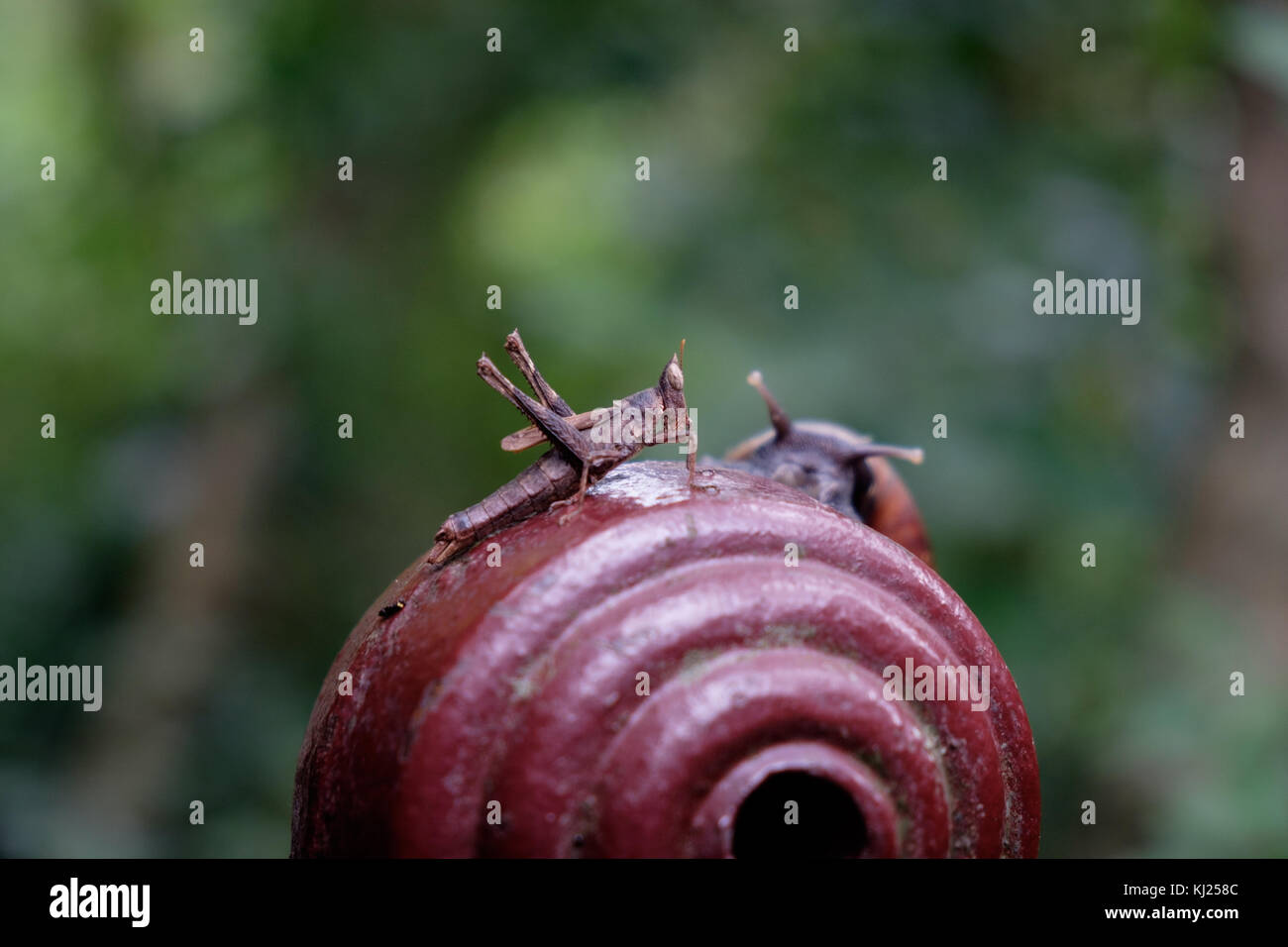 Snail in Taroko Gorge, Taiwan Stock Photo - Alamy