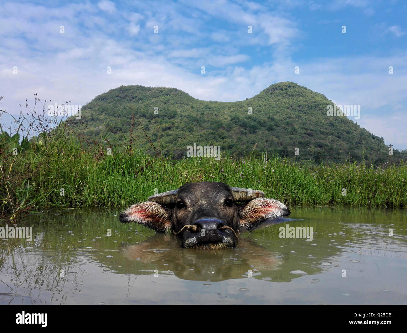 A water Buffalo takes a bath in a puddle in Yangshuo, China Stock Photo ...