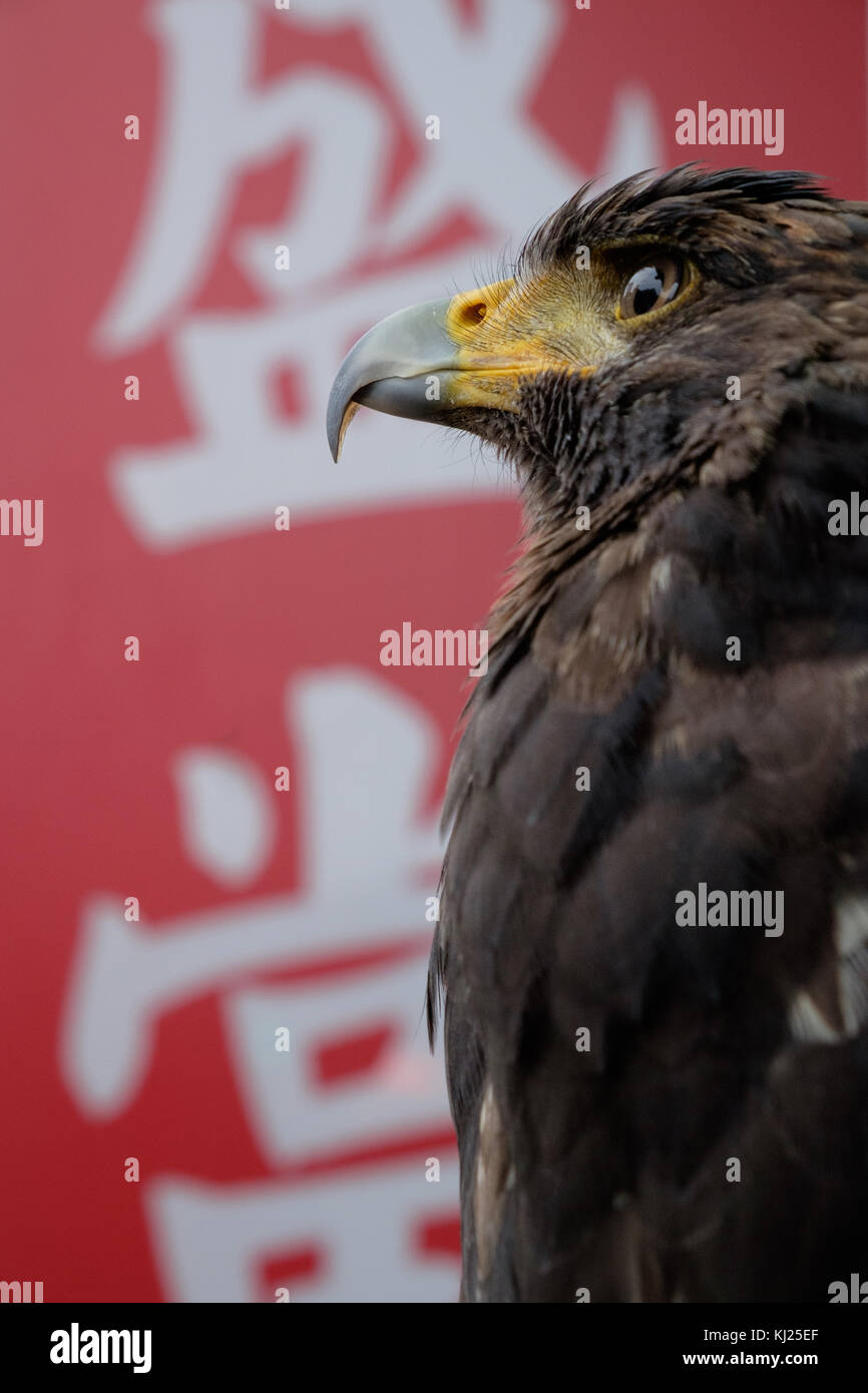 Eagle portrait with chinese characters as background Stock Photo - Alamy