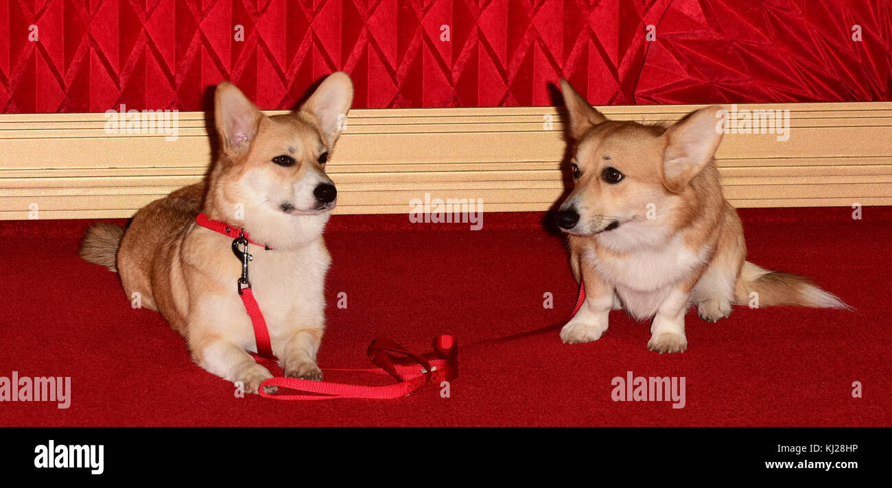 London, UK. 21st Nov, 2017. Corgis attending The World Premiere of The ...