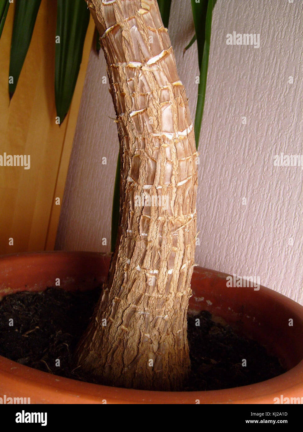 Palm jucca tree Stock Photo - Alamy