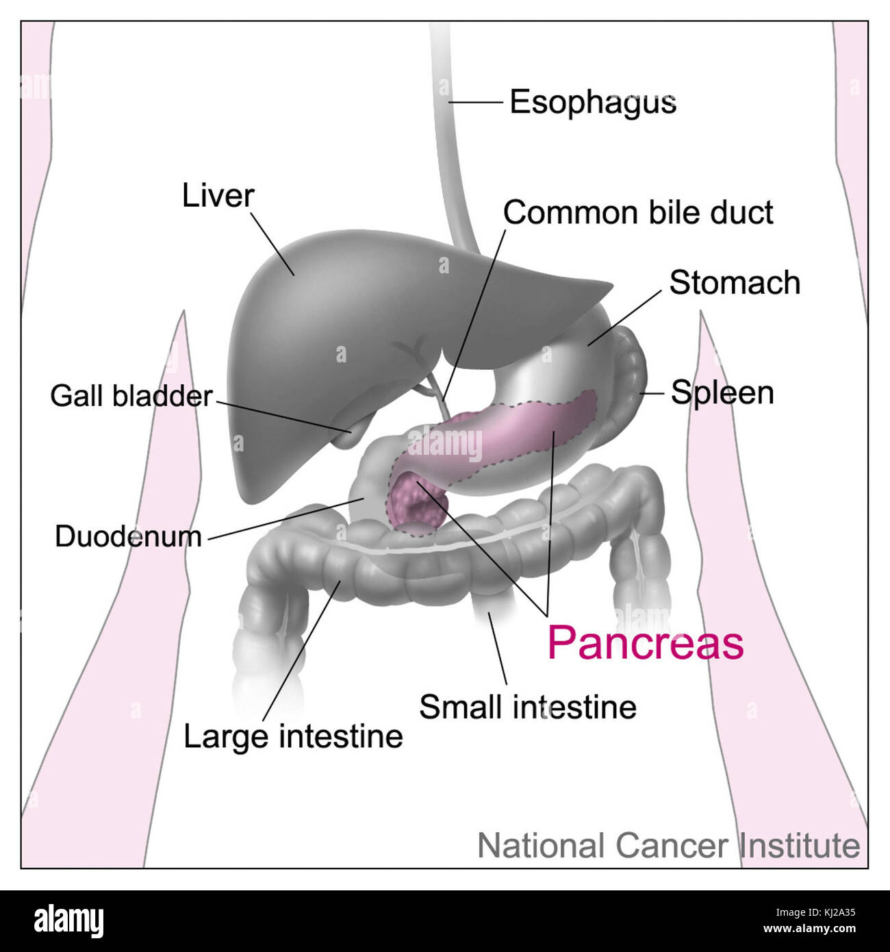 Human organs internal anatomy hi-res stock photography and images - Alamy