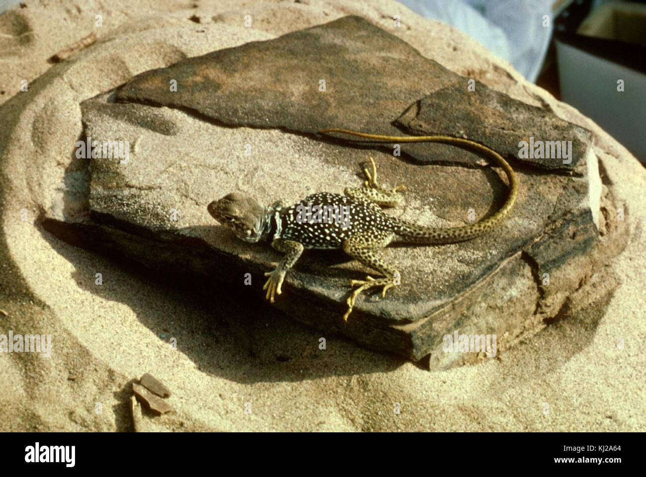 Collard Lizard High Resolution Stock Photography and Images - Alamy