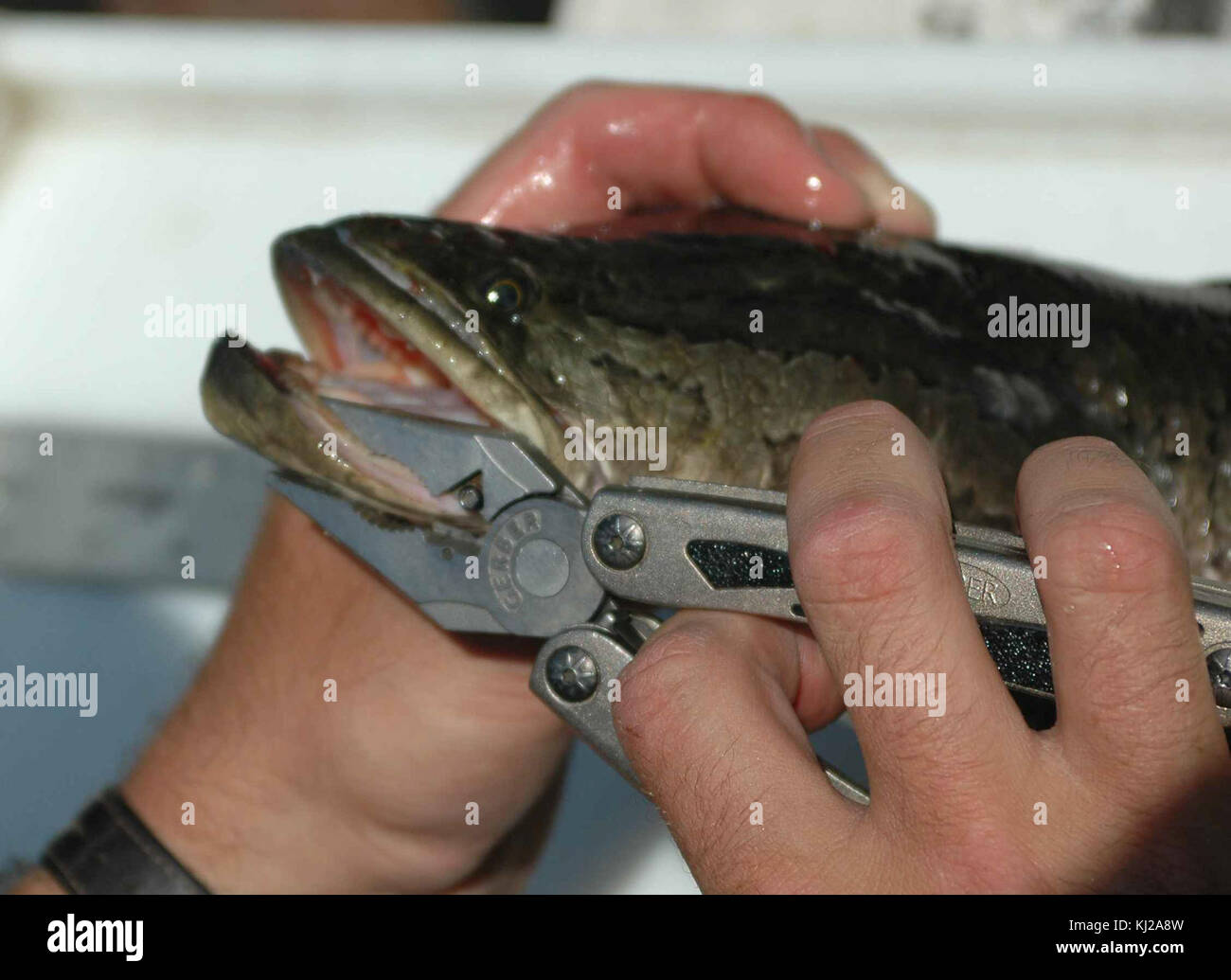 The Northern snakehead, an invasive species, held in hands, showing its ...