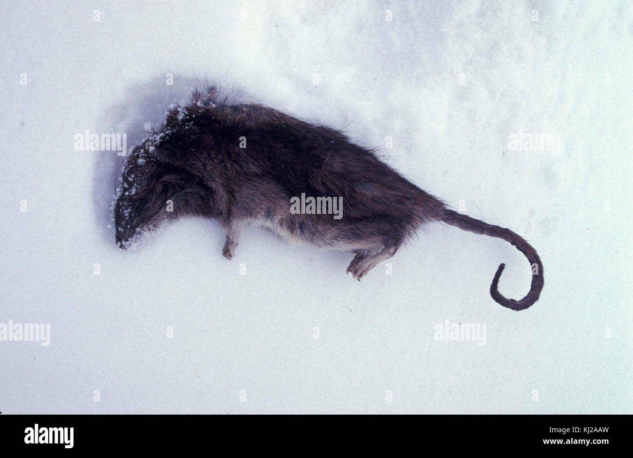 Norway rat dead in snow Stock Photo - Alamy