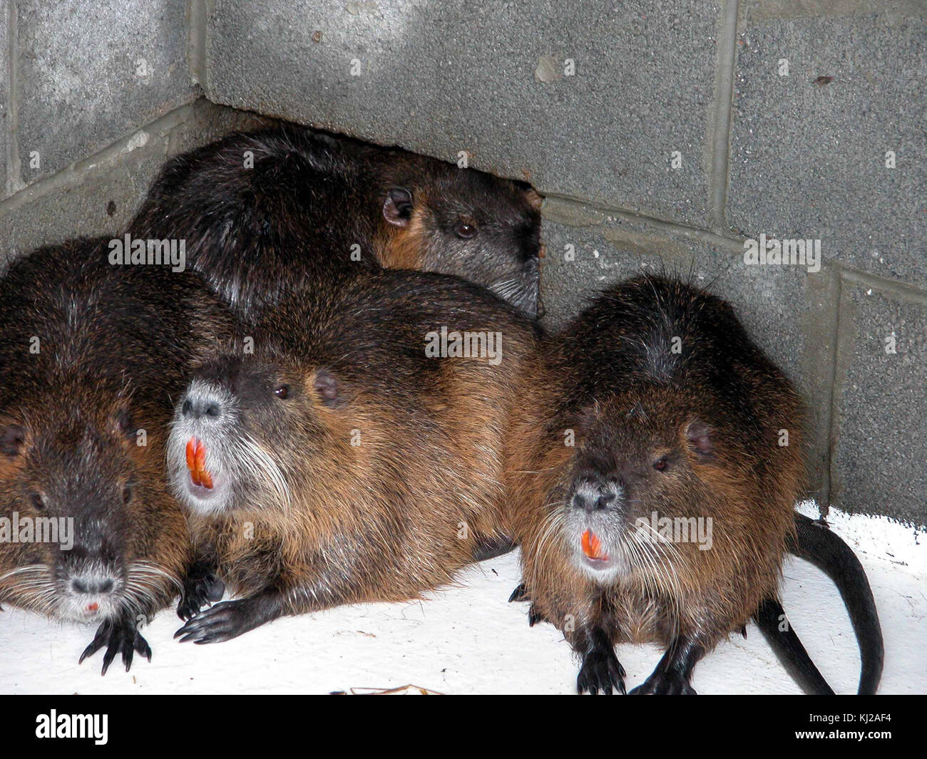 This image shows a Nutria, also known as coypu, an aquatic rodent ...