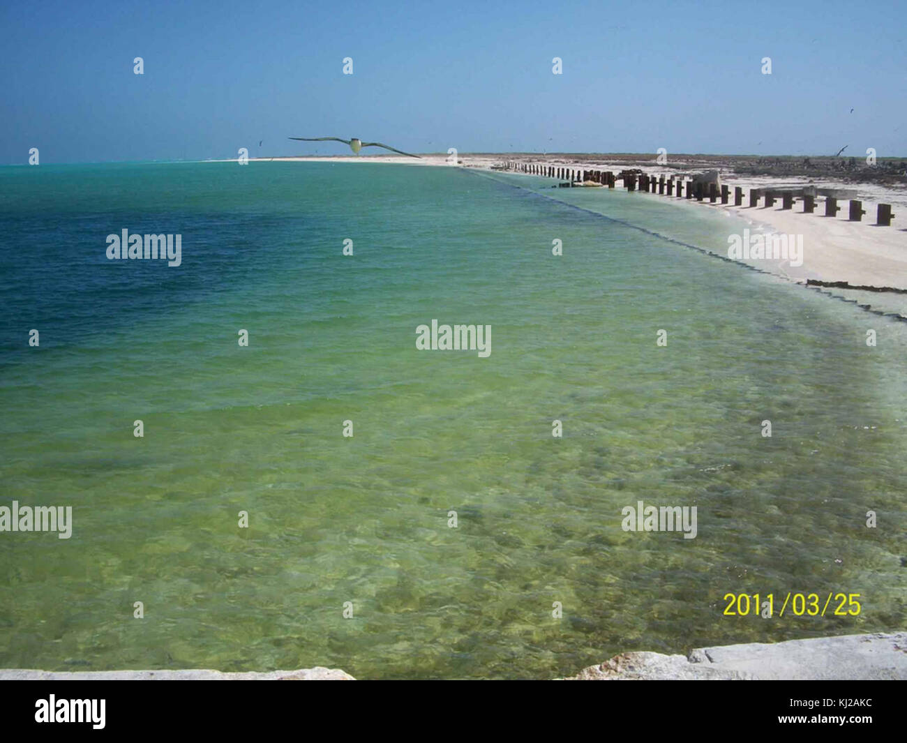 Ocean algae bloom Stock Photo - Alamy