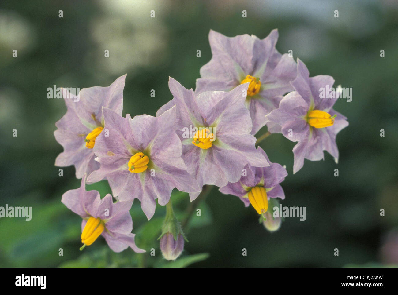 Potato flowers (1 Stock Photo - Alamy