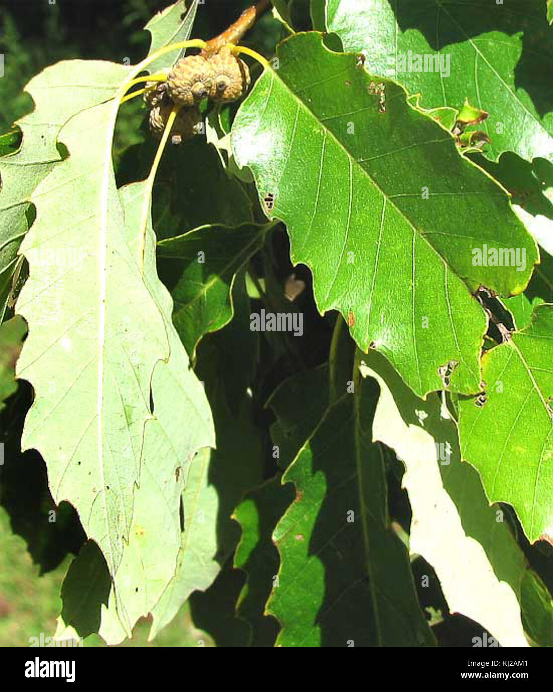 Immature acorns hi-res stock photography and images - Alamy