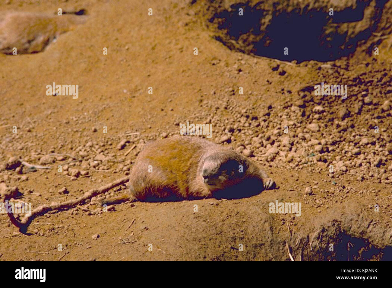 A prairie dog is seen in its natural habitat, a sandy landscape. These ...