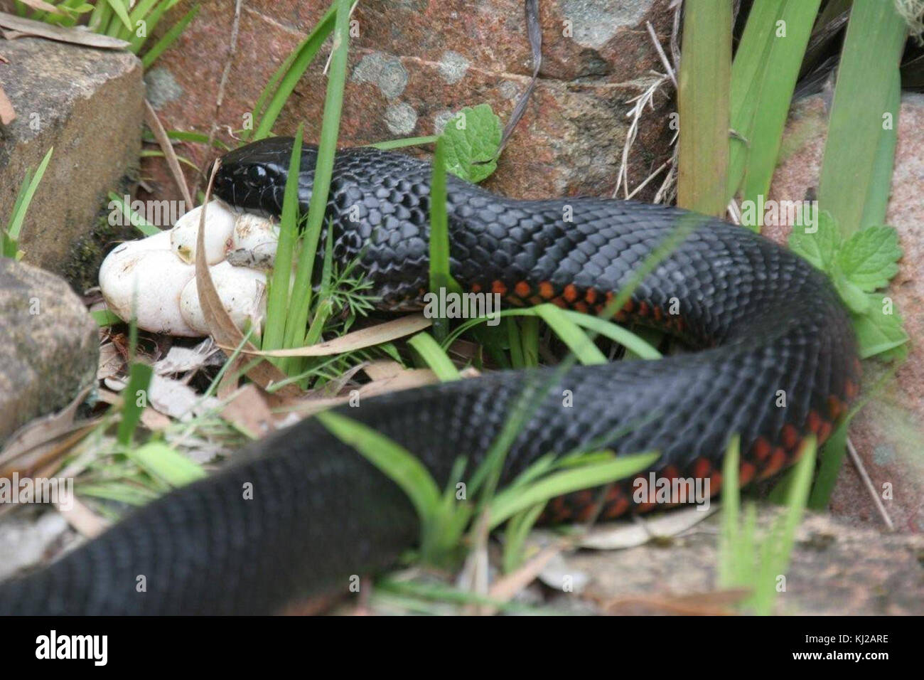 Pseudechis hi-res stock photography and images - Alamy