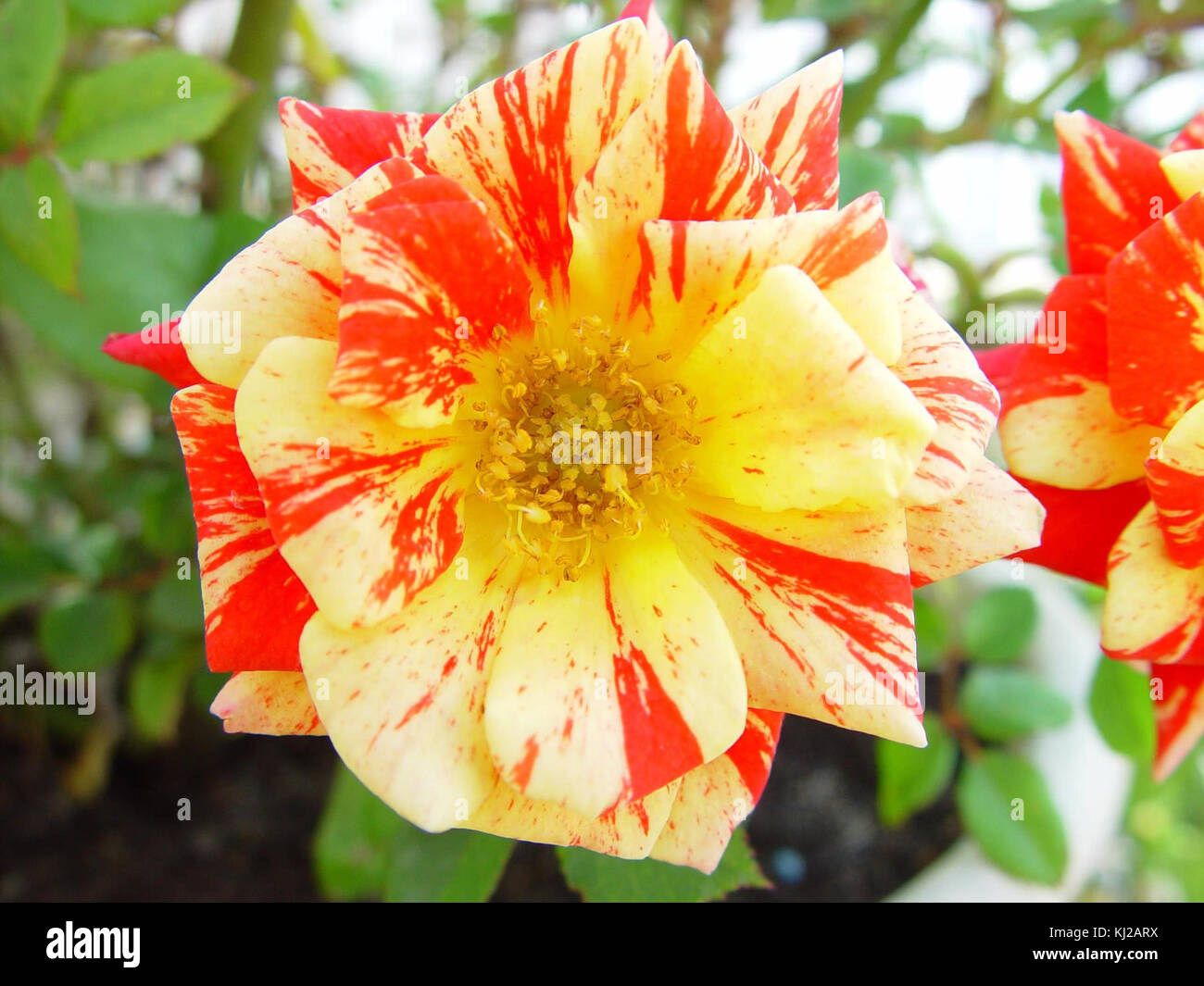 Red and gold flower Stock Photo - Alamy