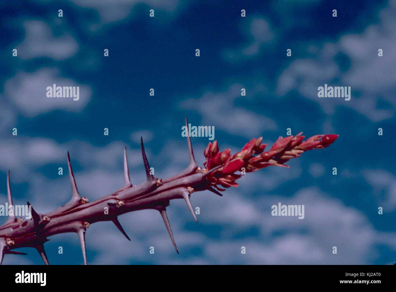Ocotillo flower with thorns plant with briar Stock Photo - Alamy