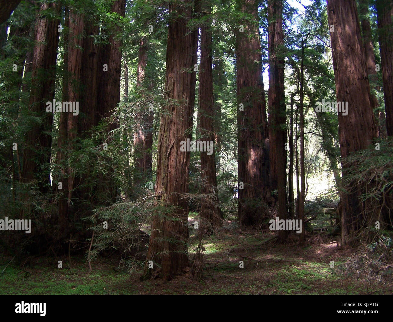 Redwoods at meir park Stock Photo - Alamy