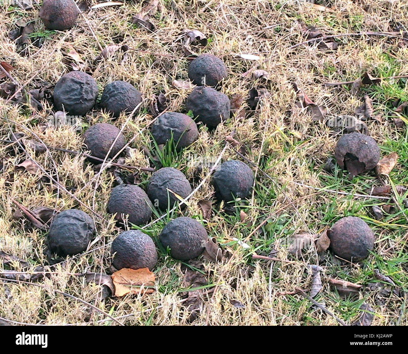 Ripe walnuts fallen from the tree and lying on the ground Stock Photo ...