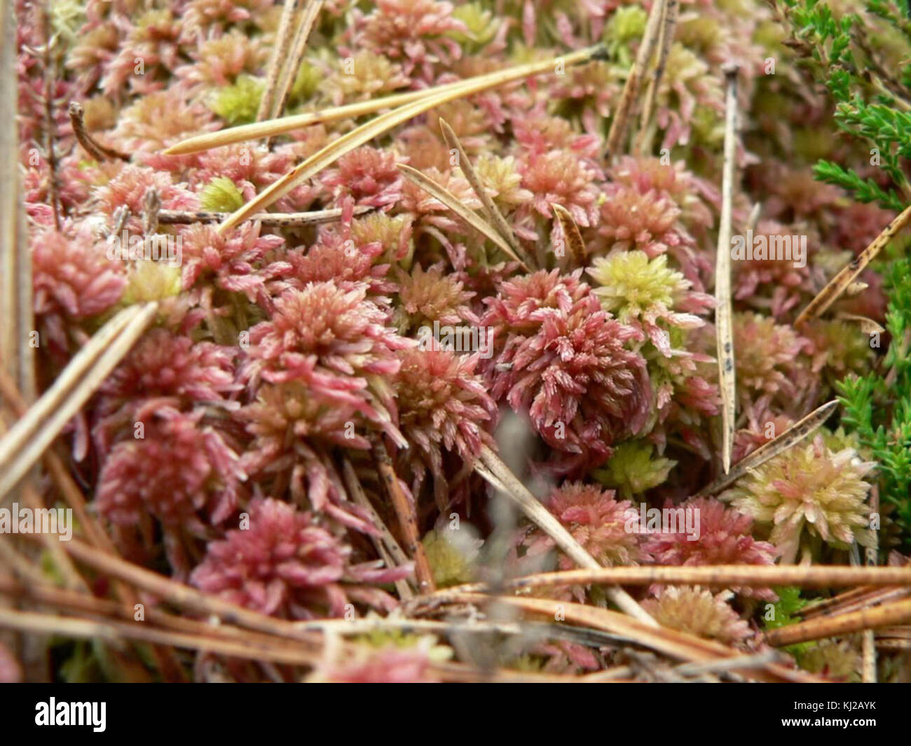 Red bog moss Stock Photo - Alamy