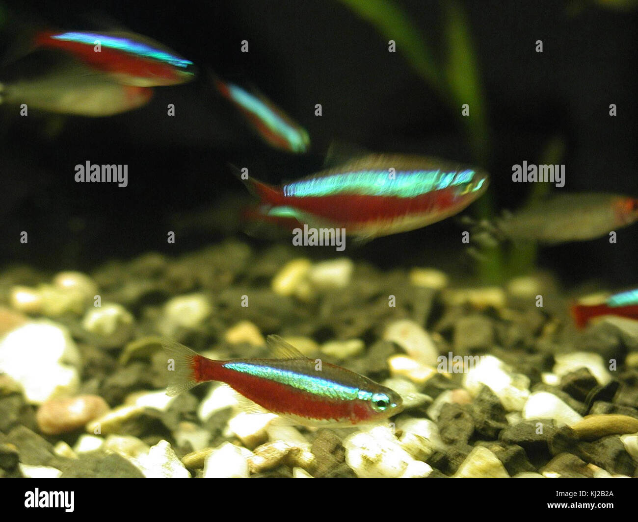 Mimic fish hi-res stock photography and images - Alamy