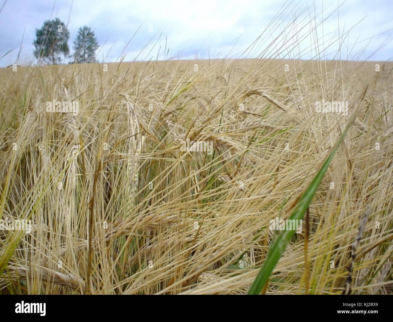Rye plants field Stock Photo - Alamy