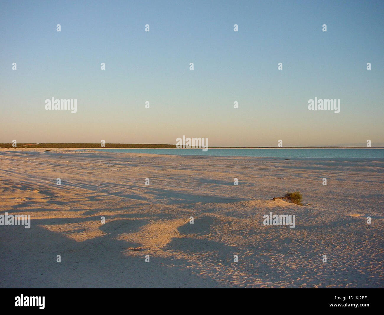 Shell beach shark bay Stock Photo - Alamy