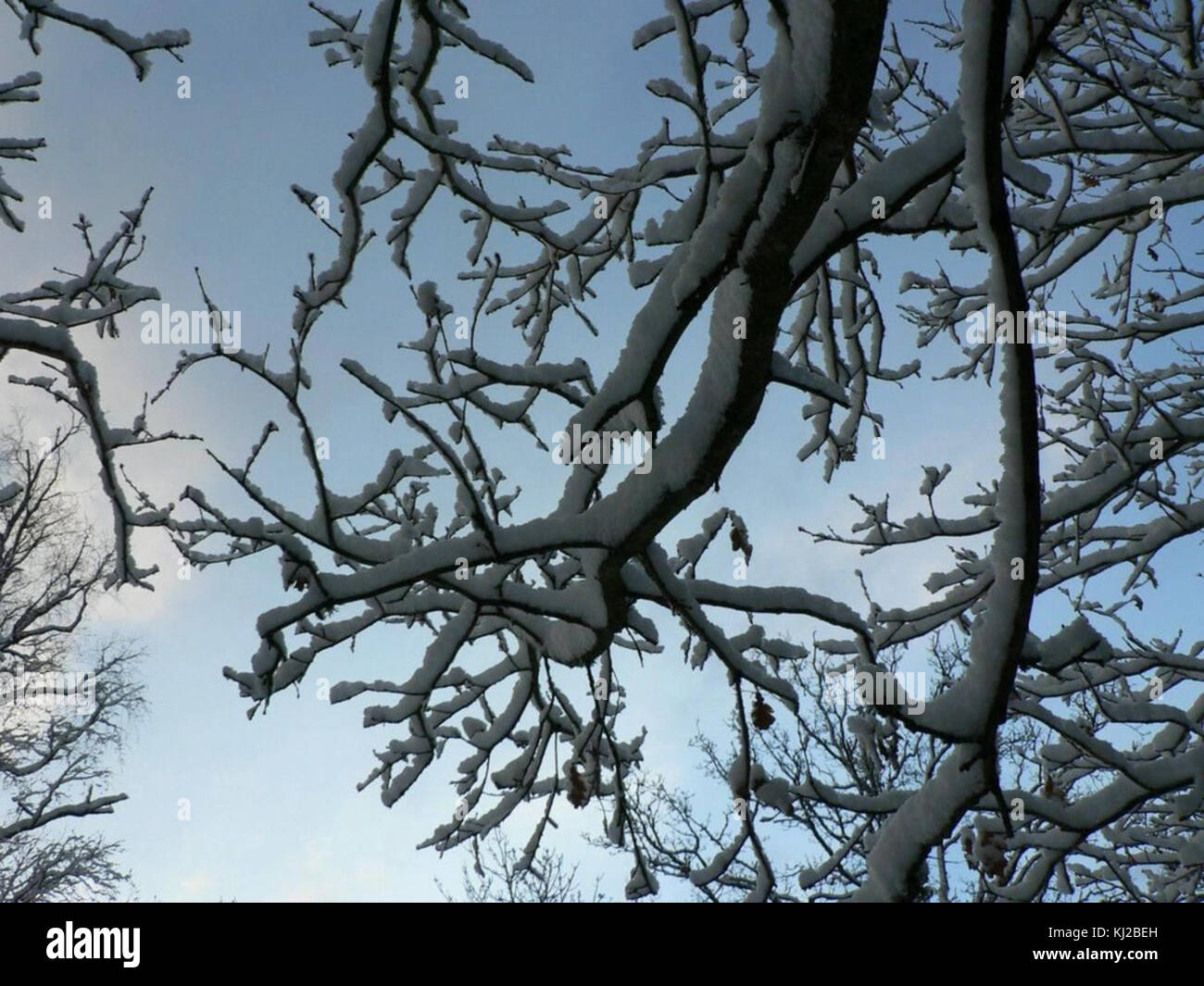 Snowy tree branch Stock Photo - Alamy