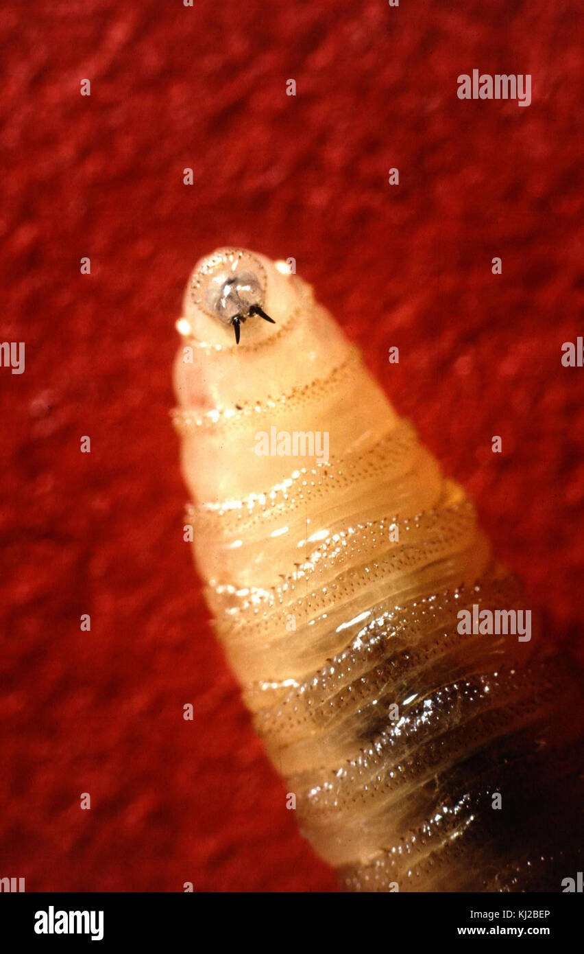 Screwworm larva close up Stock Photo - Alamy