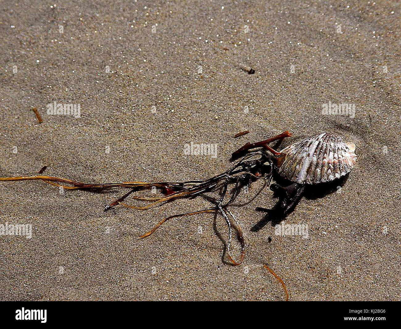 Shells and seaweed Stock Photo - Alamy