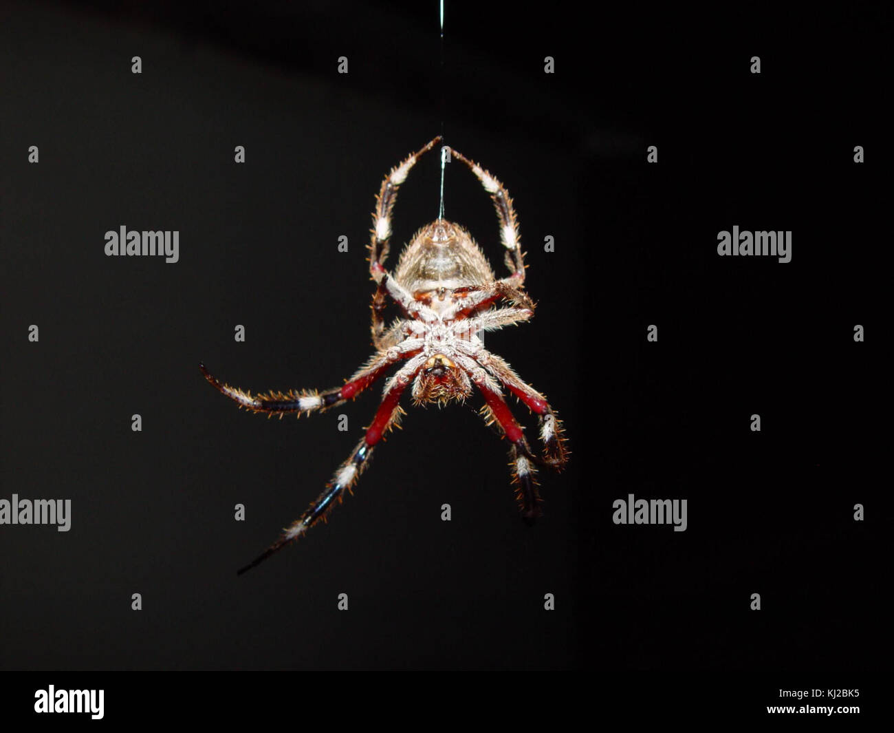 Spider at night Stock Photo - Alamy