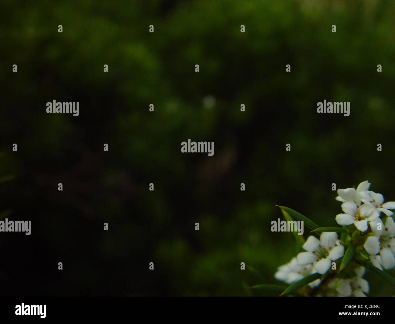 Flowers small floral design hi-res stock photography and images - Alamy