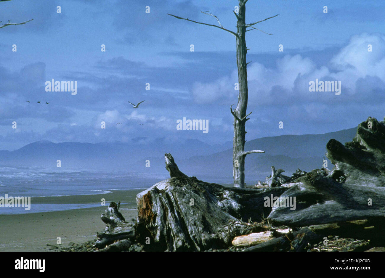 Old rotten wood on the beach Stock Photo - Alamy