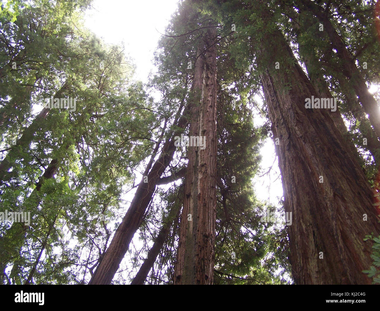 Redwood tree trees and fauna hi-res stock photography and images - Alamy