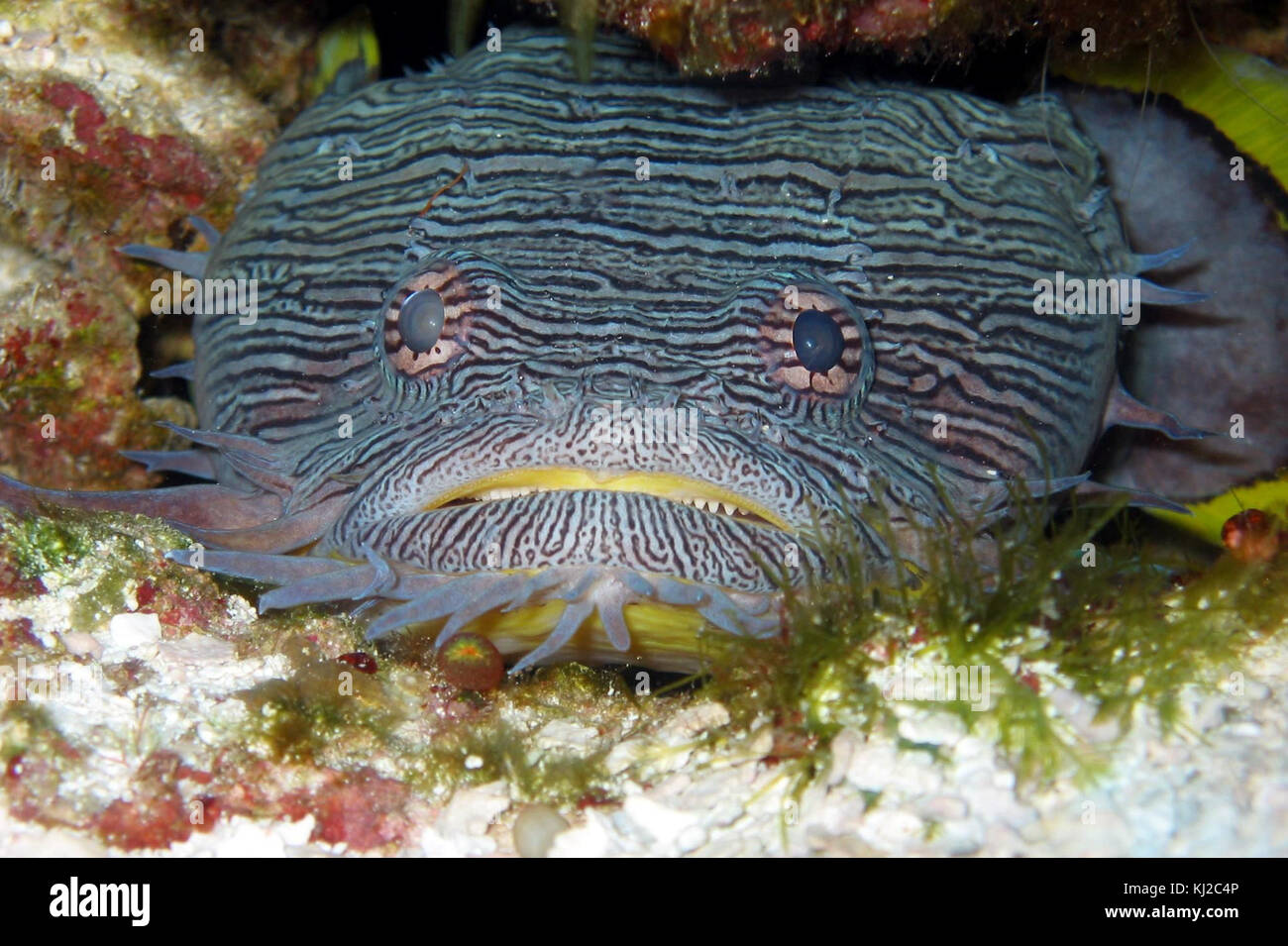 Toadfish illustration hi-res stock photography and images - Alamy