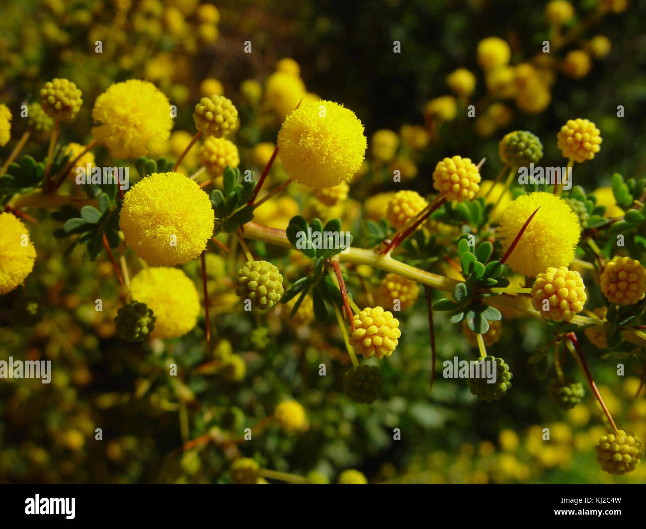An image showcasing sprays of wattle flowers, a symbol of Australian ...