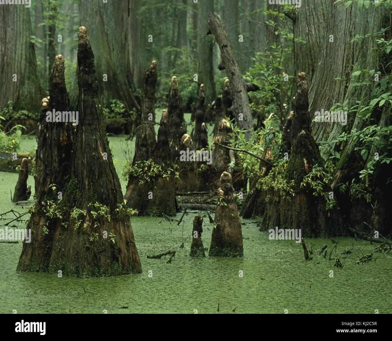 Swamp water landscape Stock Photo - Alamy