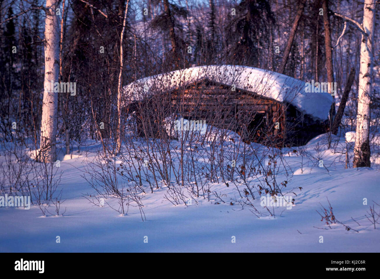 Old trapper cabin in forest Stock Photo - Alamy