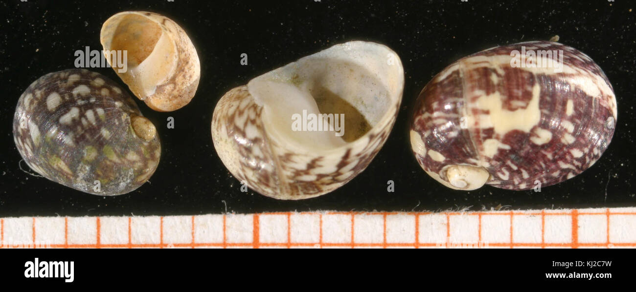 Theodoxus fluviatilis hi-res stock photography and images - Alamy