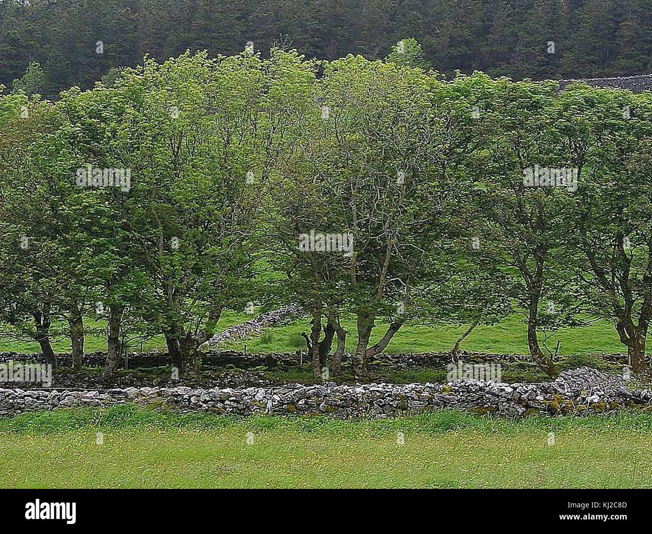 Trees in wild park Stock Photo - Alamy
