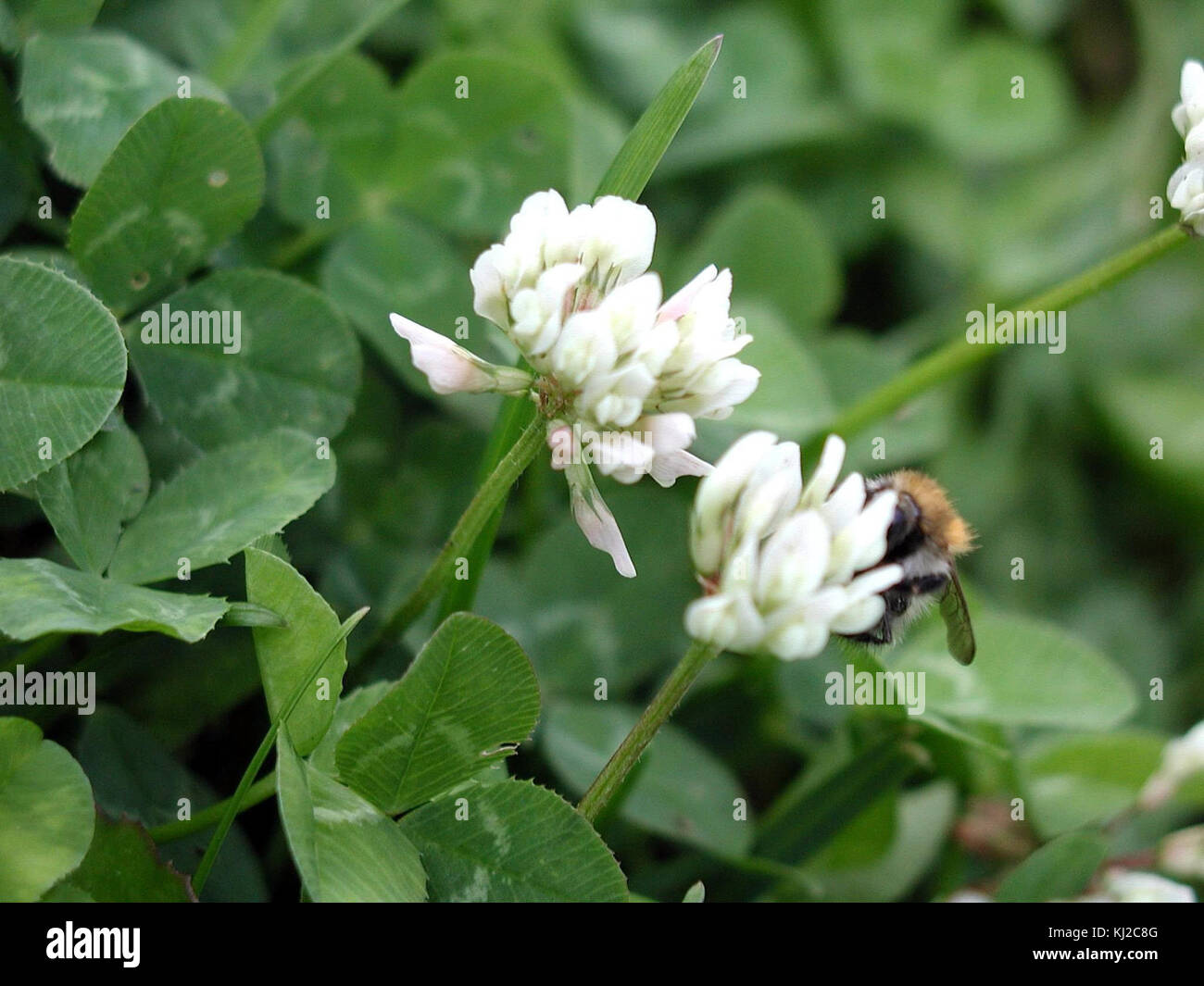 Trefoil clover hi-res stock photography and images - Alamy