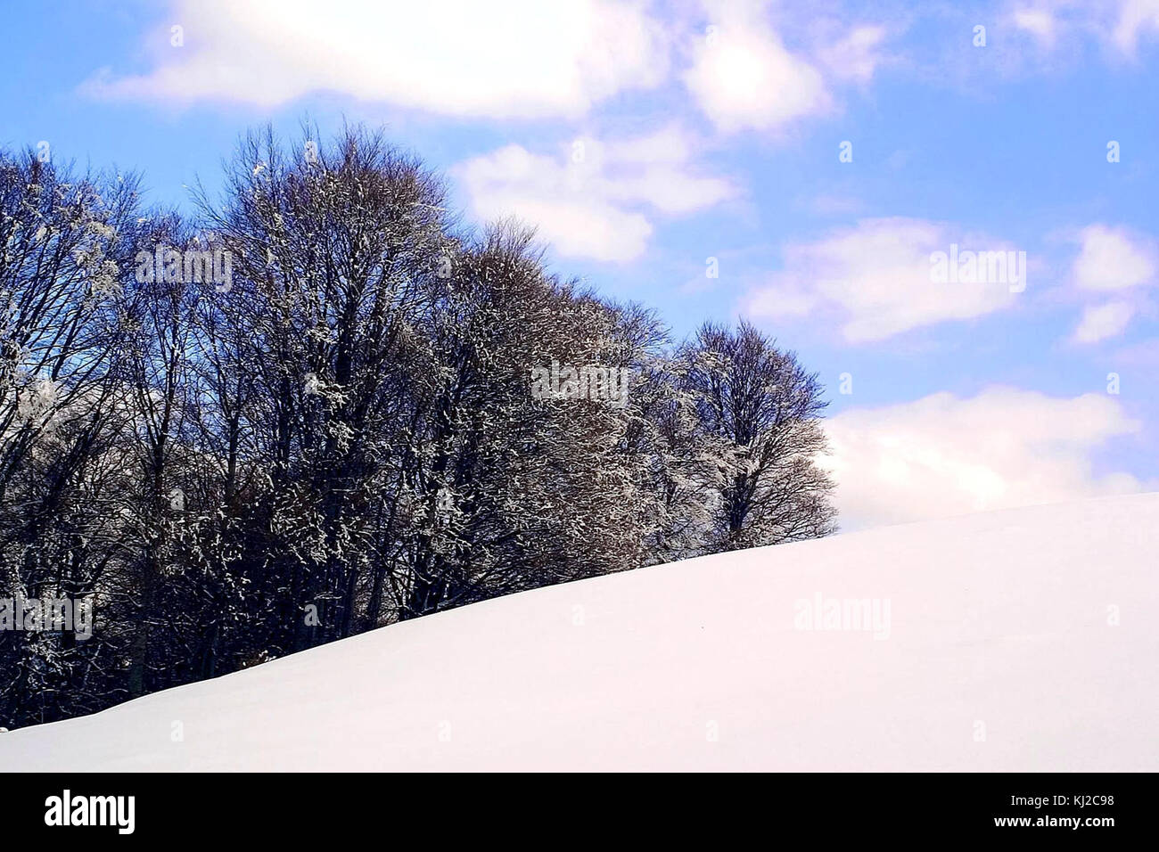 Trees winter time Stock Photo - Alamy