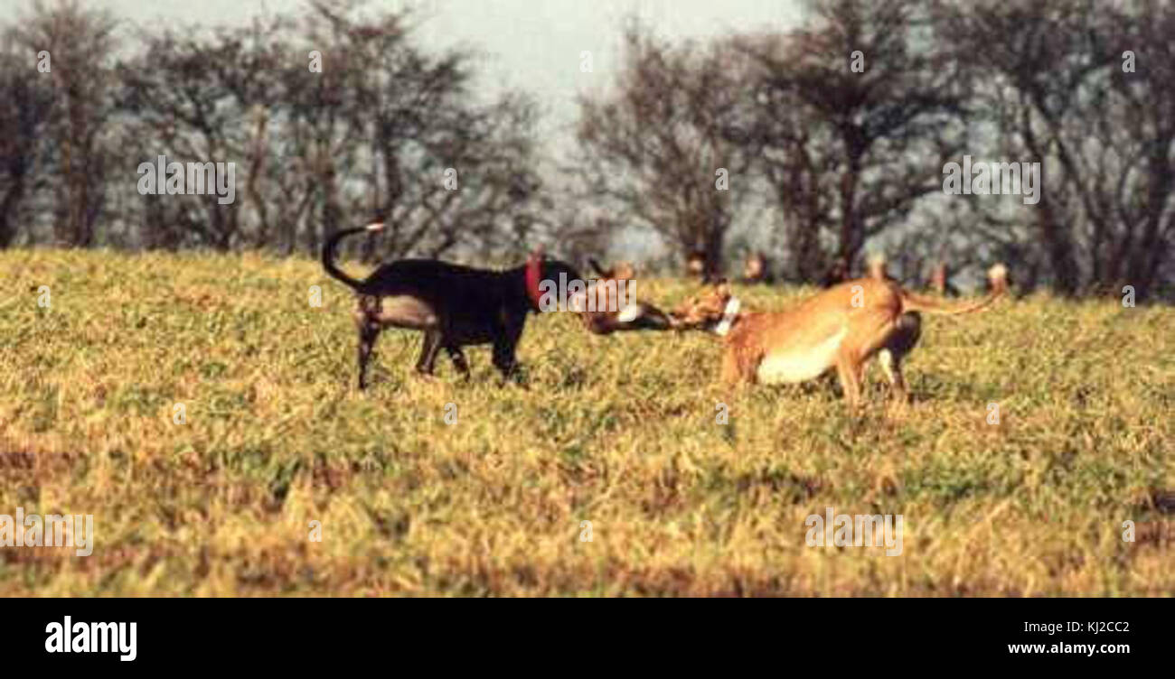 Greyhounds illustration hi-res stock photography and images - Alamy