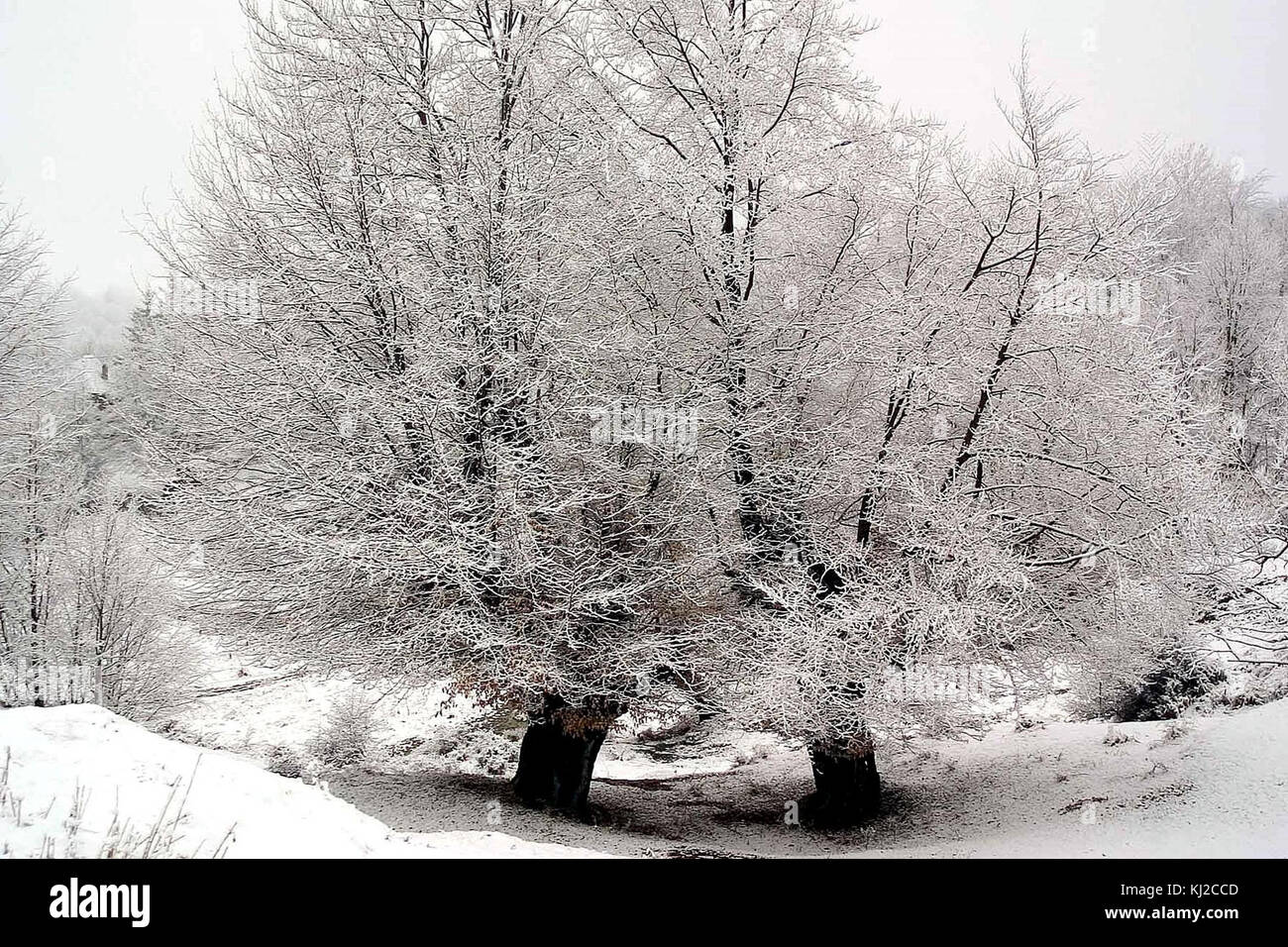 Trees winter landscape Stock Photo - Alamy