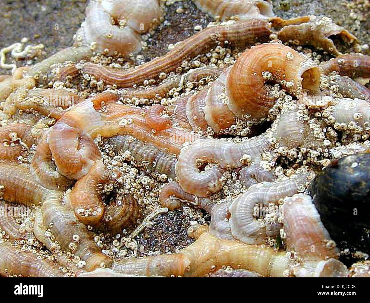 Tube worm shells ocean Stock Photo - Alamy