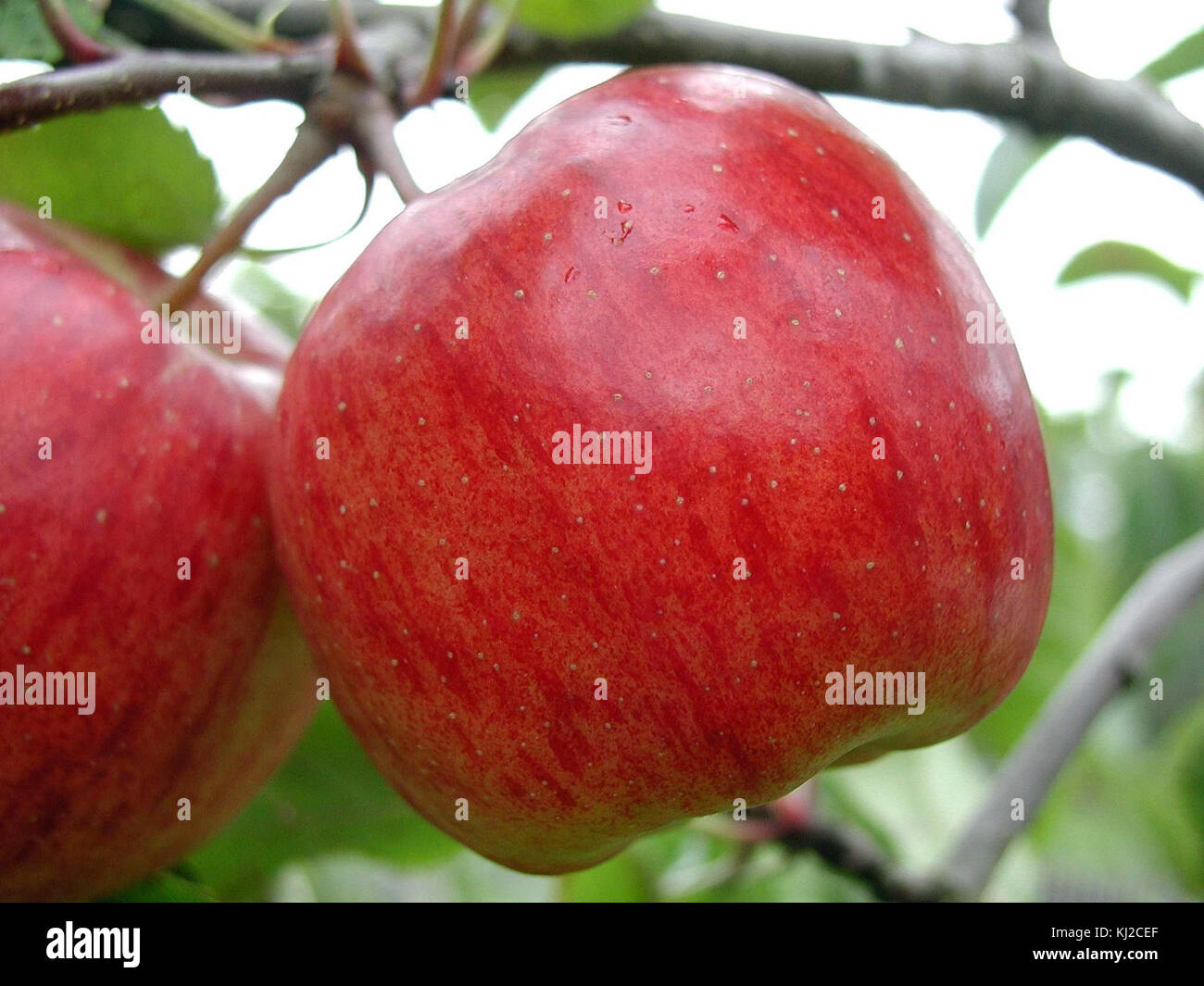 Illustration of two apples hi-res stock photography and images - Alamy