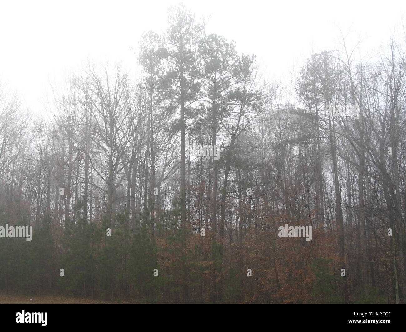 Trees in fog Stock Photo - Alamy