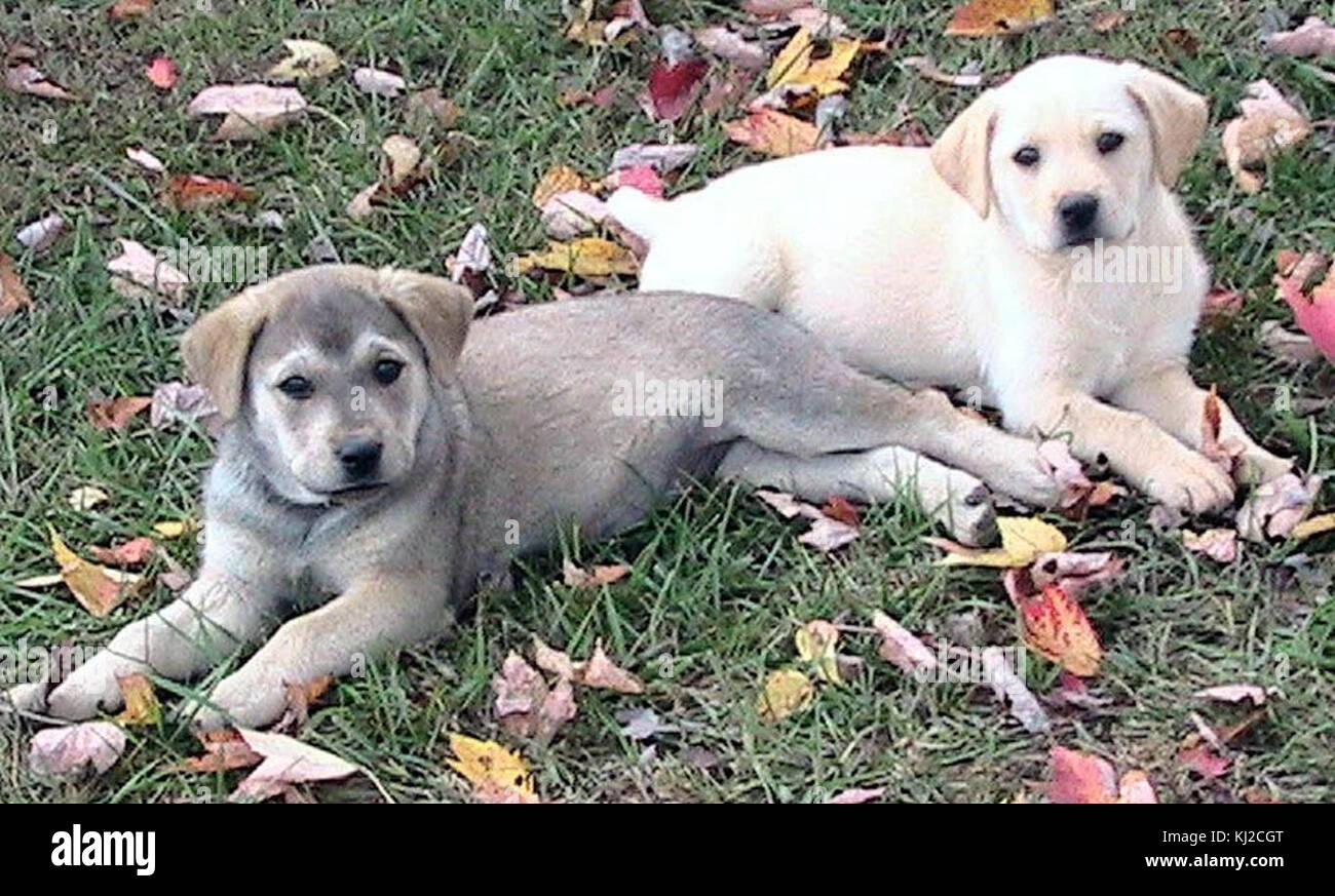 Two puppies dogs Stock Photo - Alamy