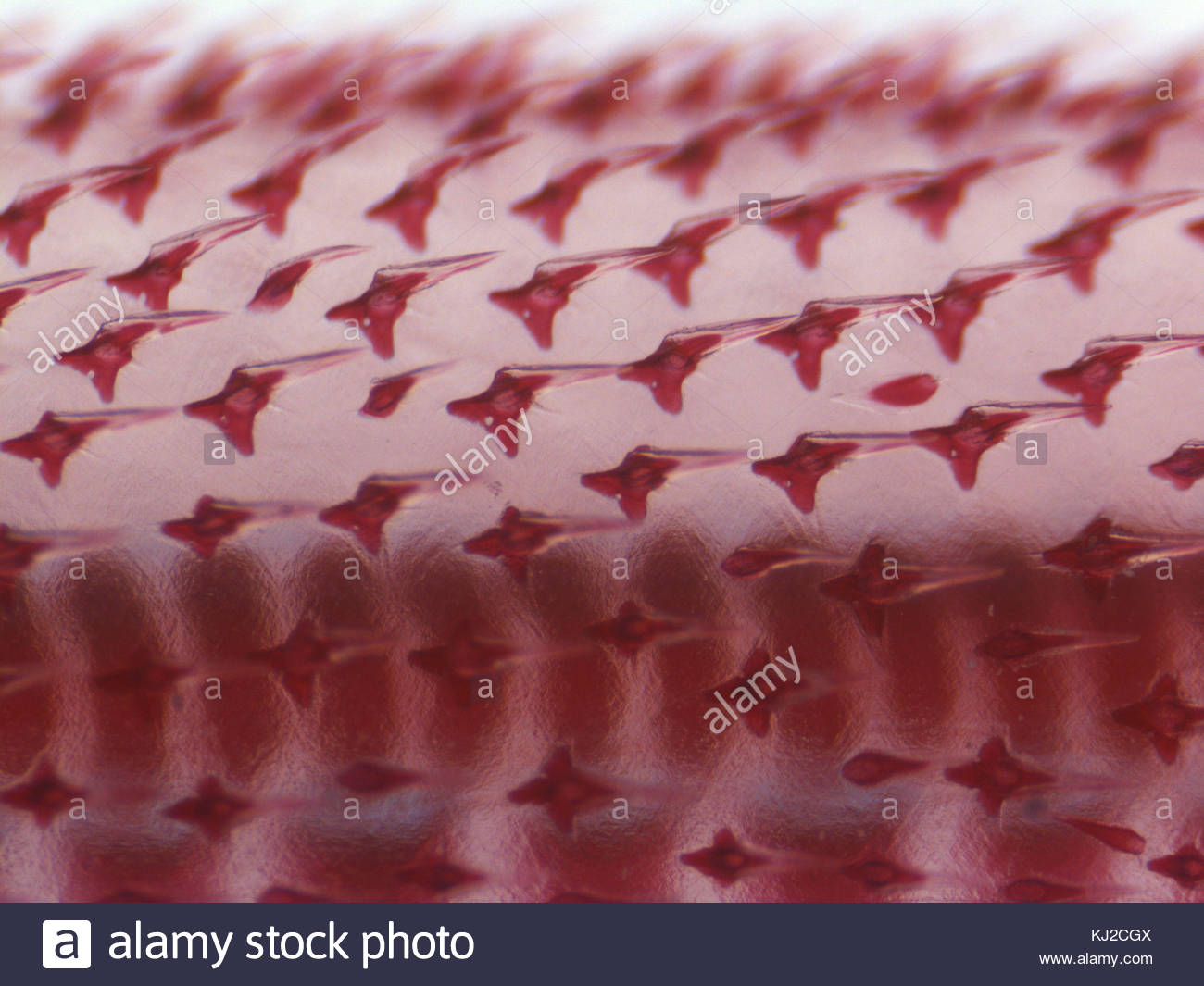 Dermal Denticles Stock Photos & Dermal Denticles Stock Images - Alamy
